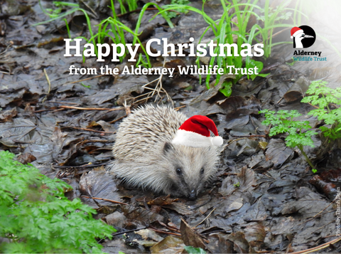 12 Days Wild on Alderney | Alderney Wildlife Trust