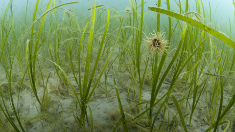 Common eelgrass | Alderney Wildlife Trust