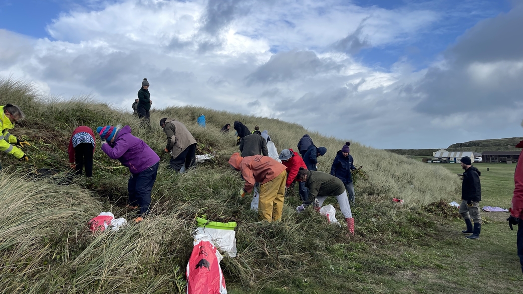 Sour Fig Pull with the Guernsey Conservation Volunteers and Alderney ...