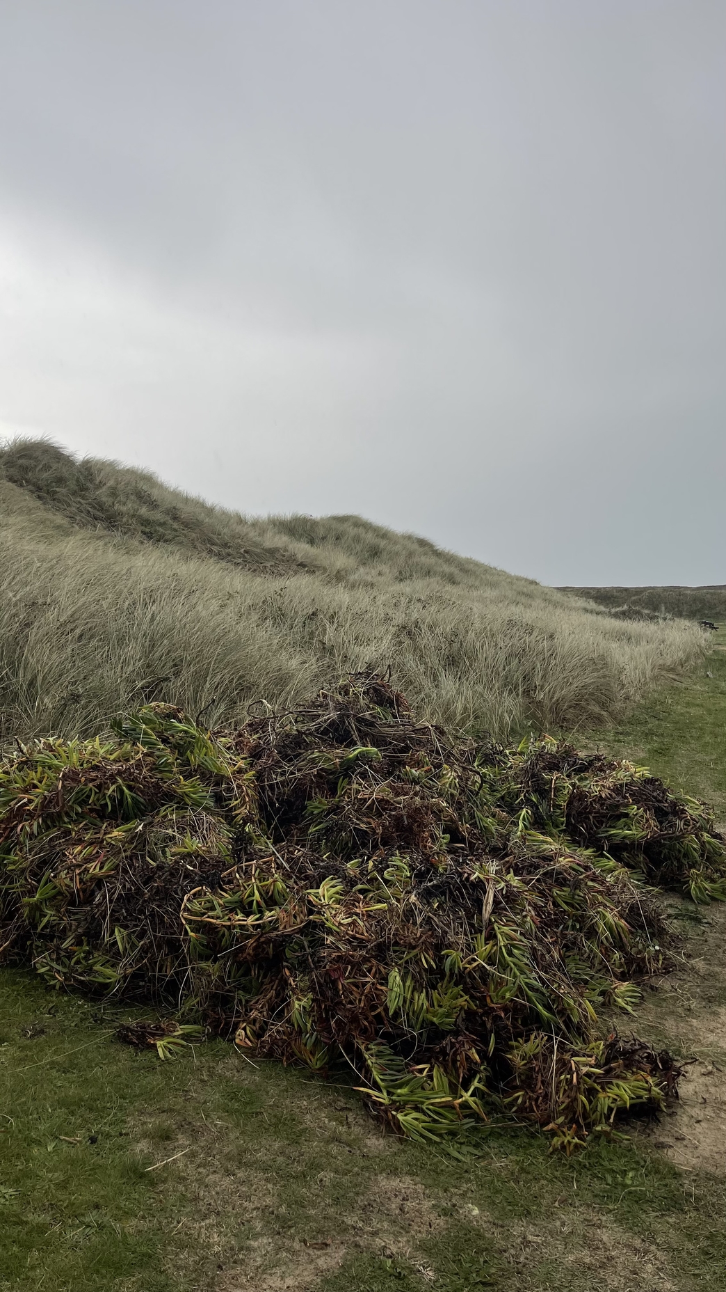 Sour Fig Pull with the Guernsey Conservation Volunteers and Alderney ...