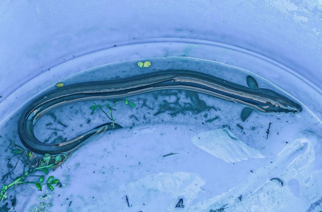 Key Habitats and Species | Alderney Wildlife Trust