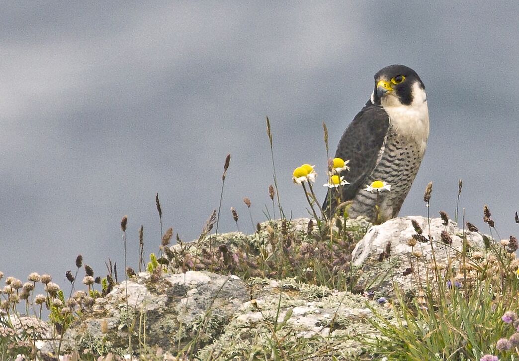 Key Habitats and Species | Alderney Wildlife Trust