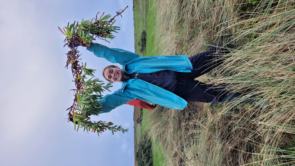 Sour Fig Pull with the Guernsey Conservation Volunteers and Alderney ...