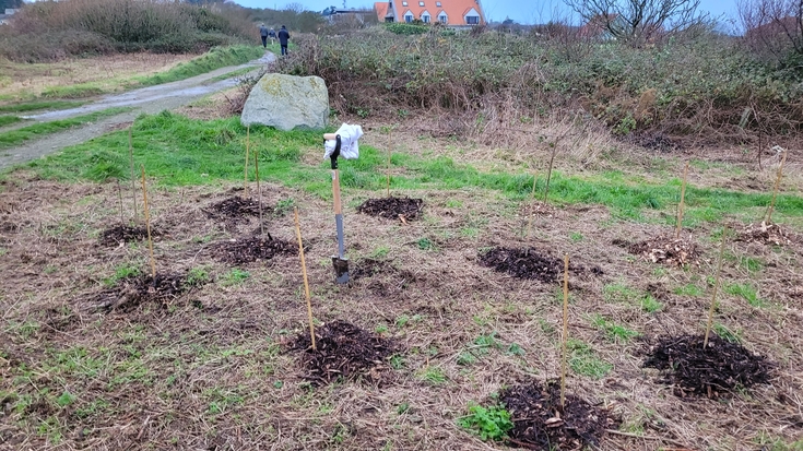 Tree Planting: 2,000 Trees for 2,000 People | Alderney Wildlife Trust